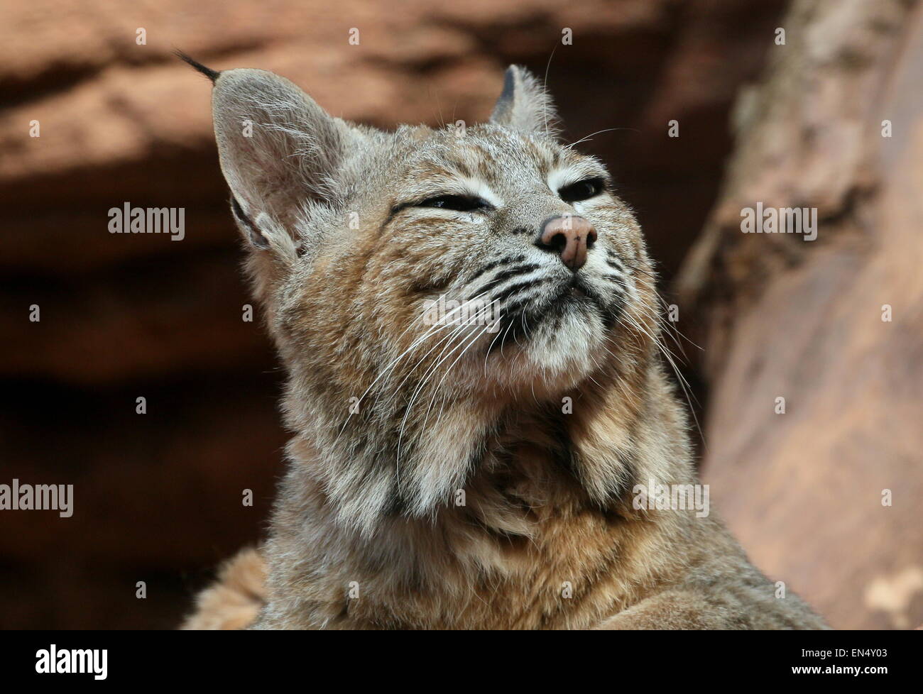 Portrait de lynx roux hi-res stock photography and images - Alamy