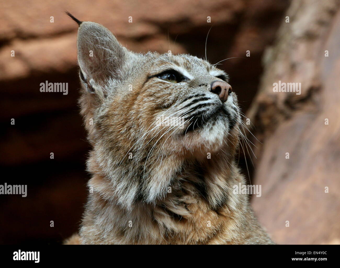 Portrait de lynx roux hi-res stock photography and images - Alamy