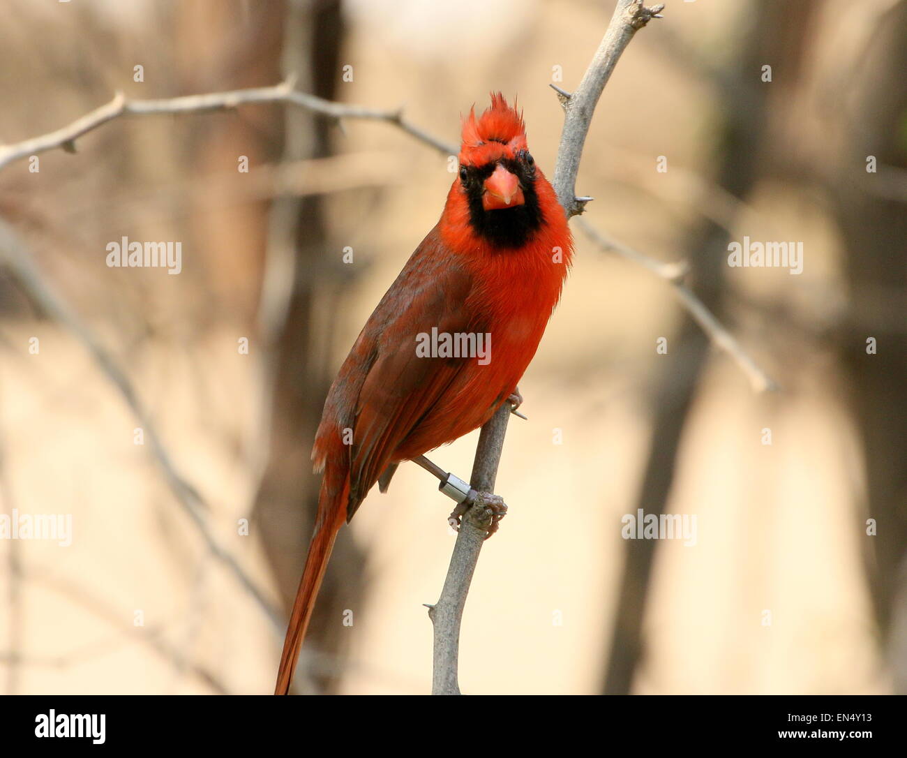 Male Northern or Red Cardinal (Cardinalis cardinalis) in a Mexican ...