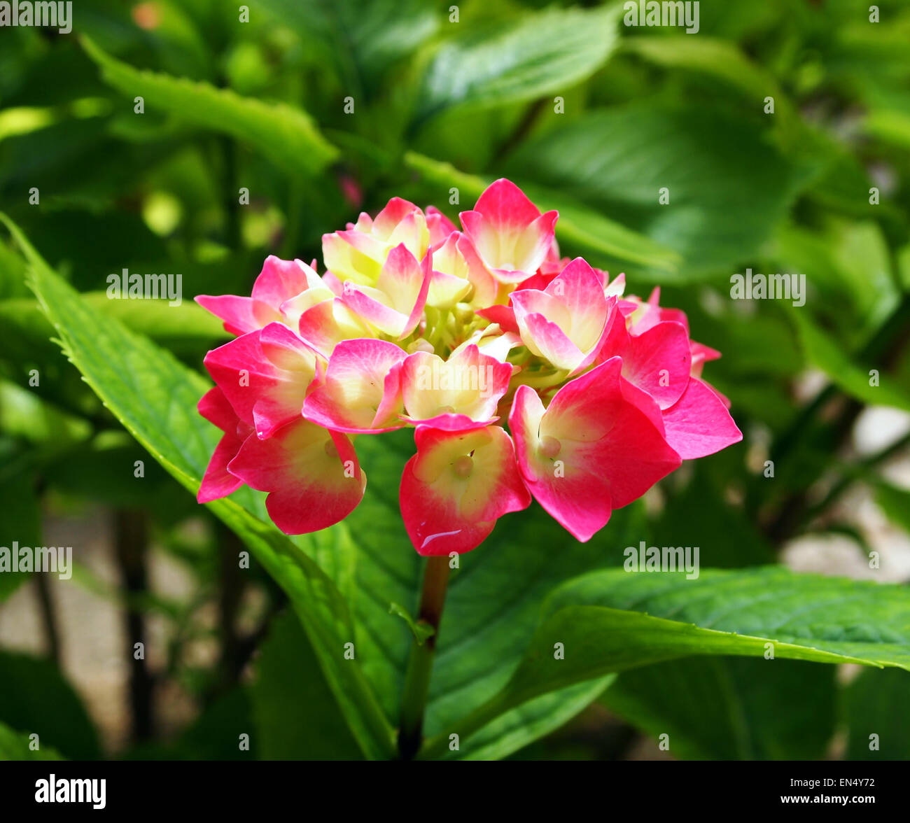 Pink flower in an abbey the Languedoc Roussillon. Photography by Qin ...