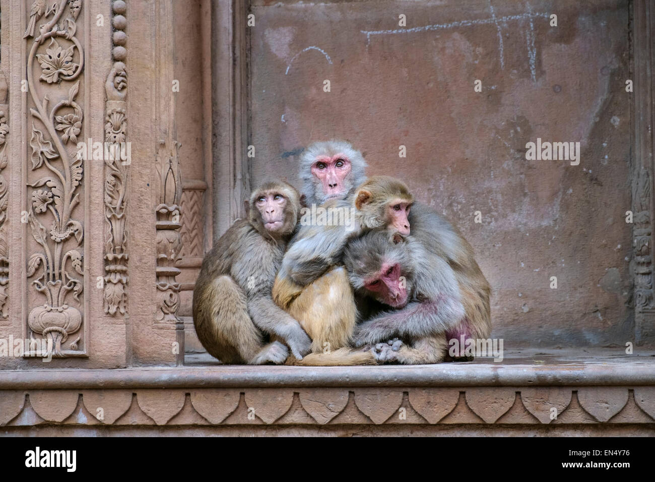 Monkey on the street in Vrindavan Stock Photo - Alamy