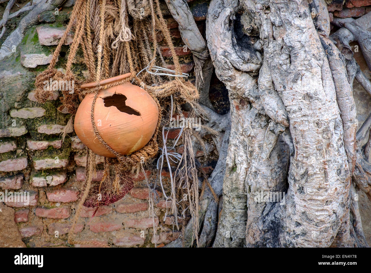 Broken pot hanging from the rope tight to the old tree Stock Photo - Alamy