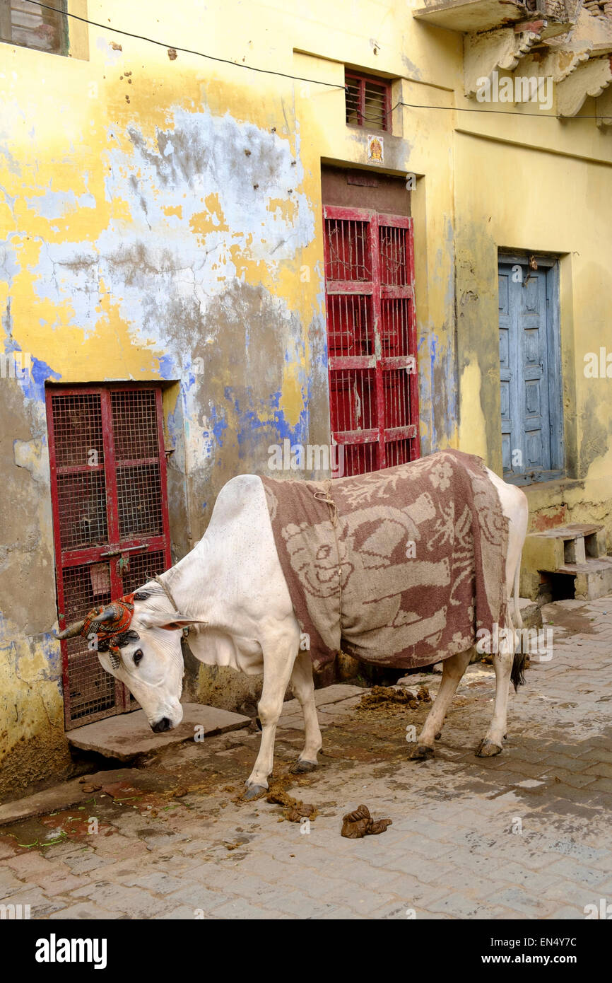 Cow on the street of Vrindavan Stock Photo - Alamy
