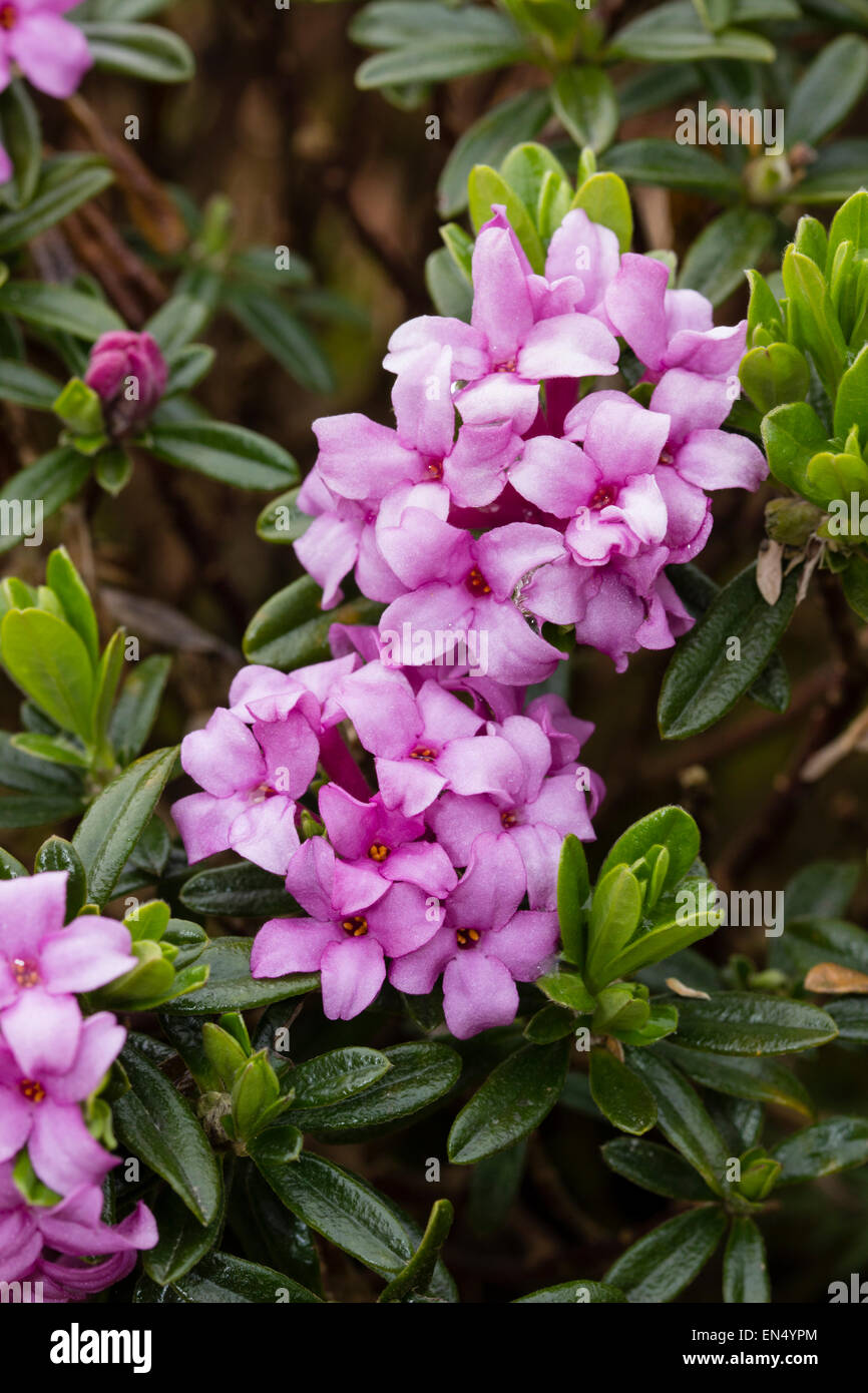 Scented pink flowers of the evergreen shrub, Daphne x susannae ...