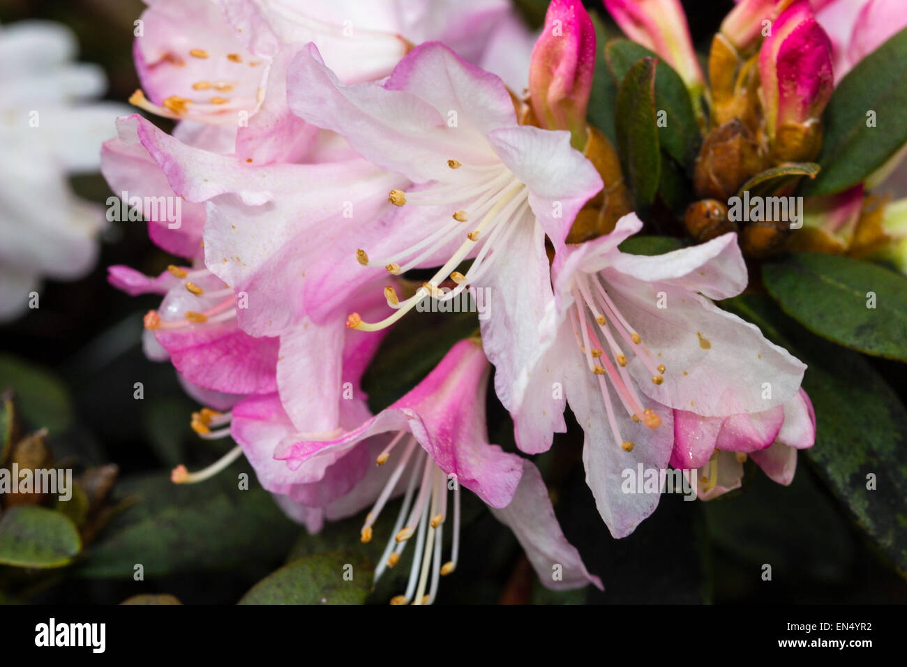 Ginny spring hi-res stock photography and images - Alamy