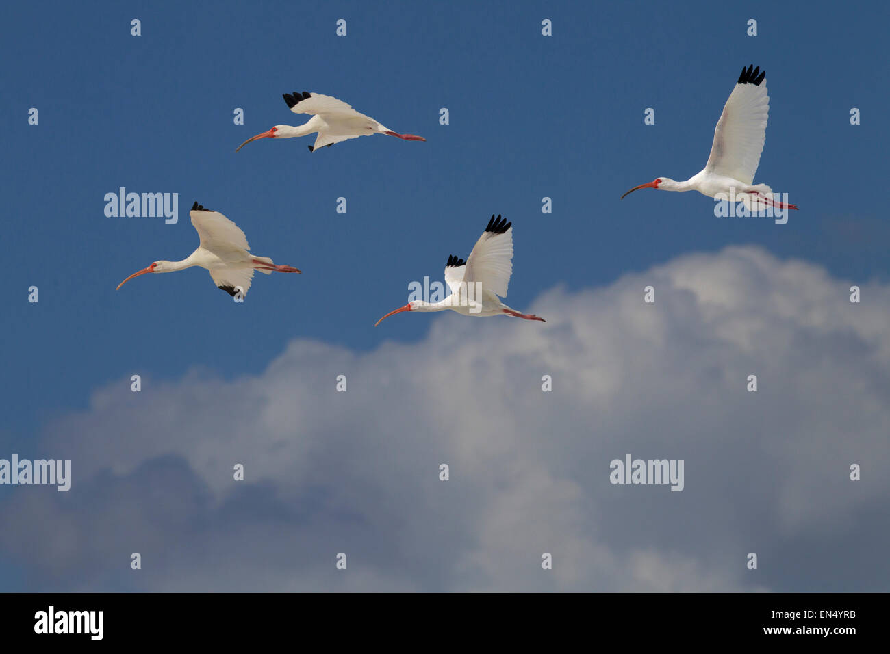 Flock white ibis birds hi-res stock photography and images - Alamy