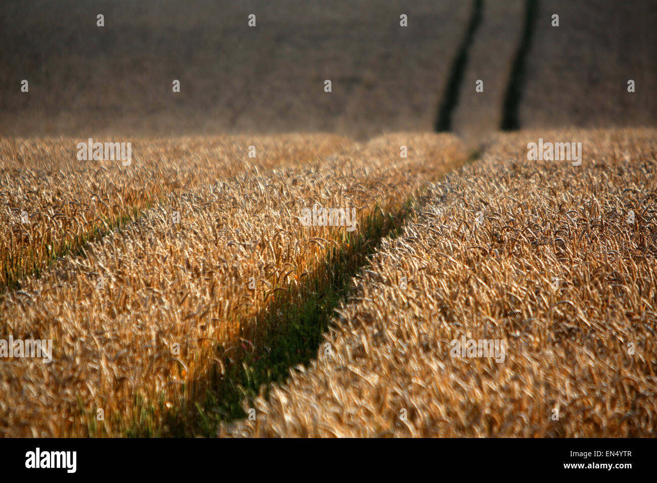 wheat field in Northern ireland Stock Photo - Alamy