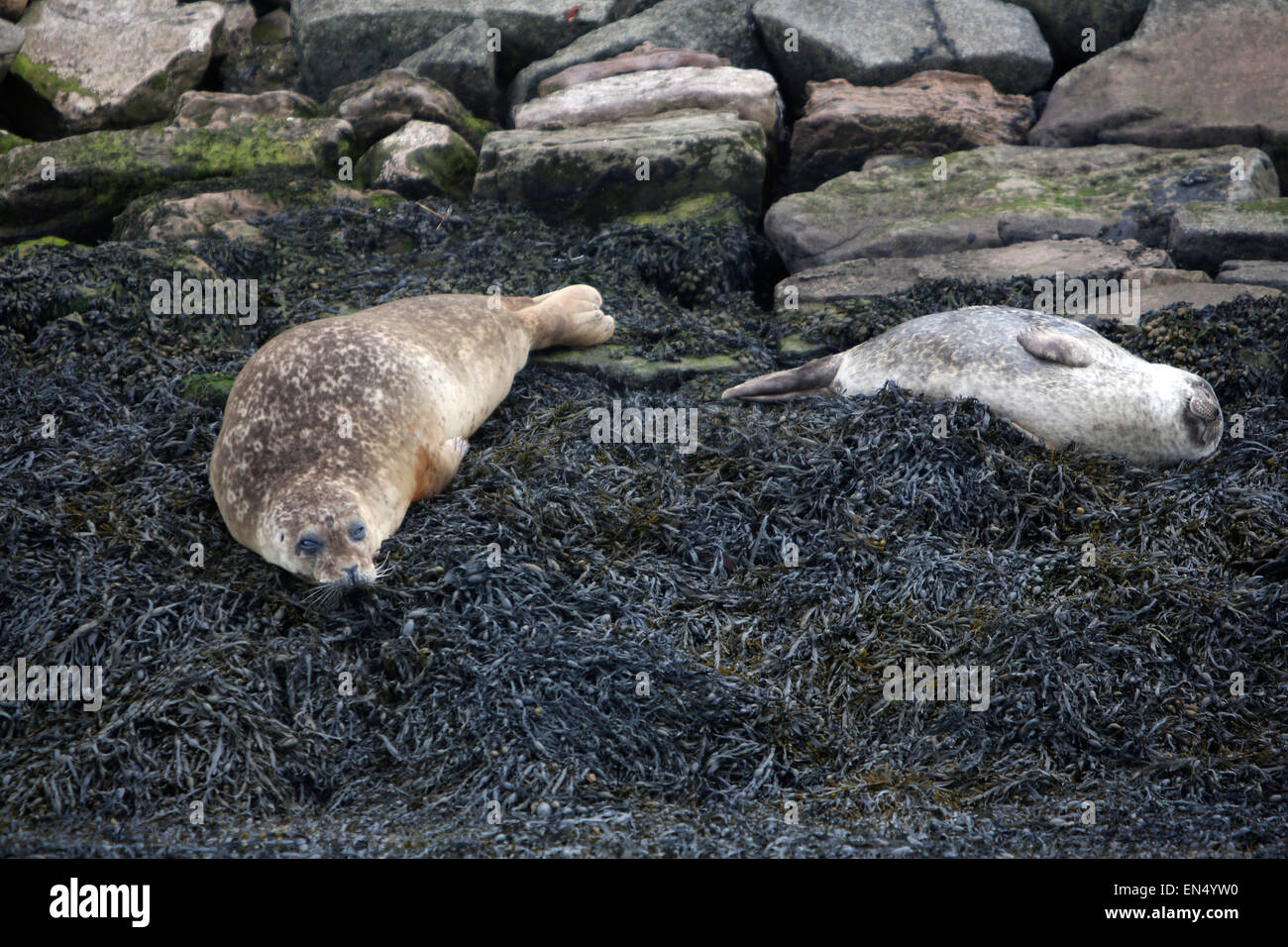 seals in Belfast's harbour Stock Photo - Alamy