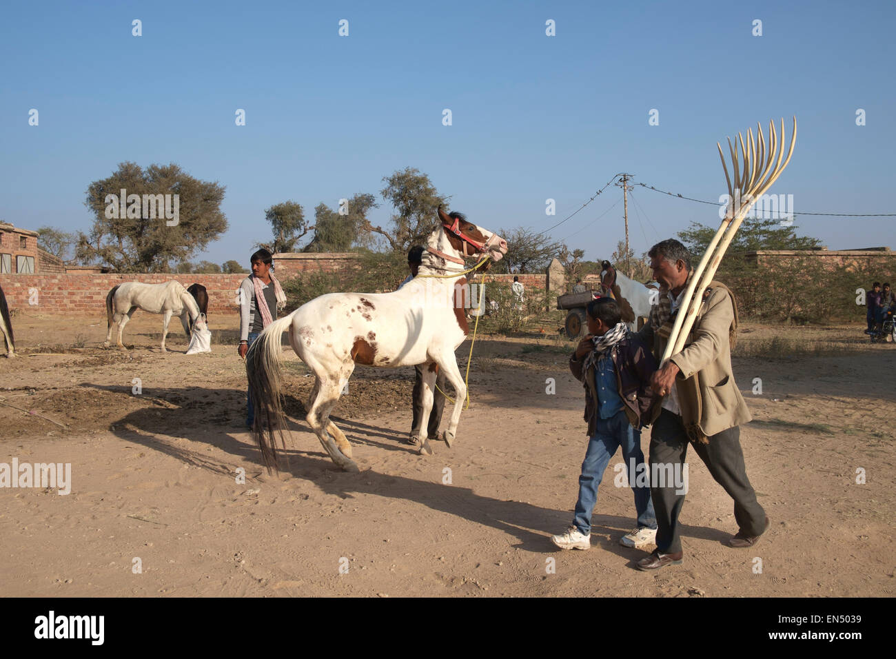 The Nagaur Cattle fair of Rajasthan is held once in a year between ...