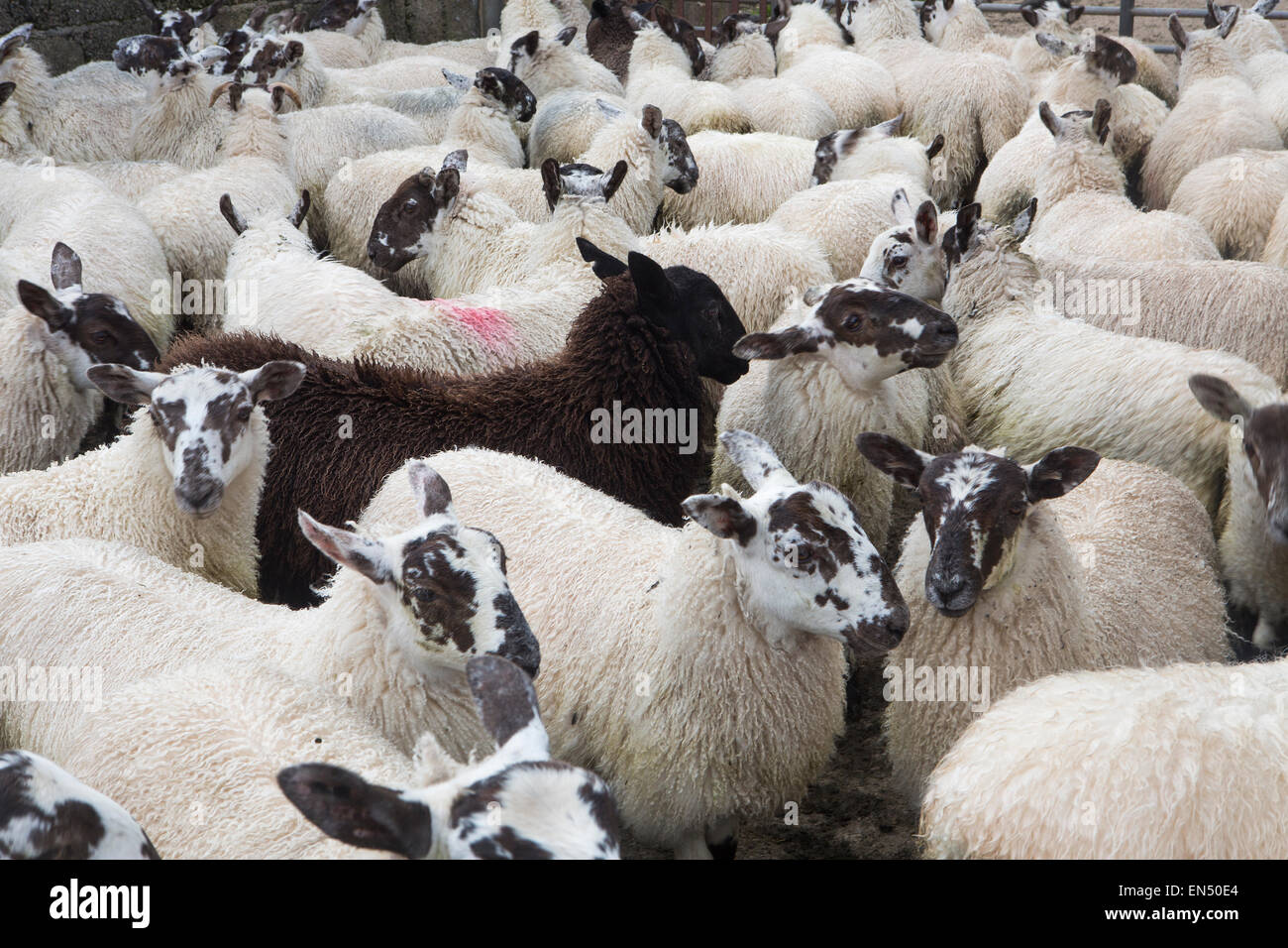 Daily sheep auction in Armoy, Northern Ireland Stock Photo - Alamy