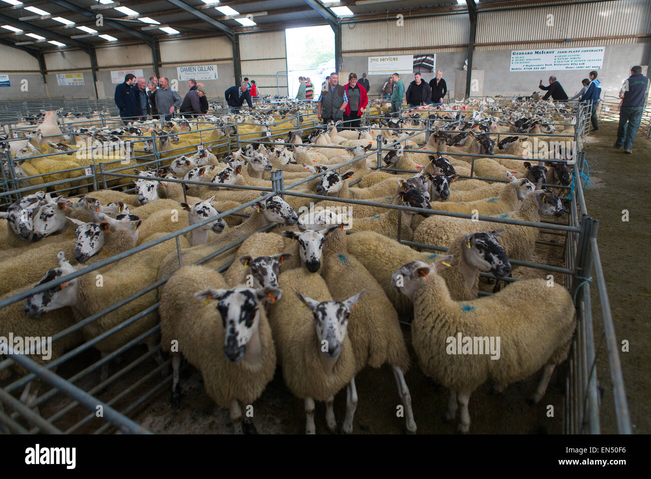 Daily sheep auction in Armoy, Northern Ireland Stock Photo - Alamy