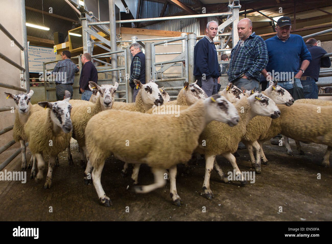 Sheep Auction Stock Photos & Sheep Auction Stock Images - Alamy