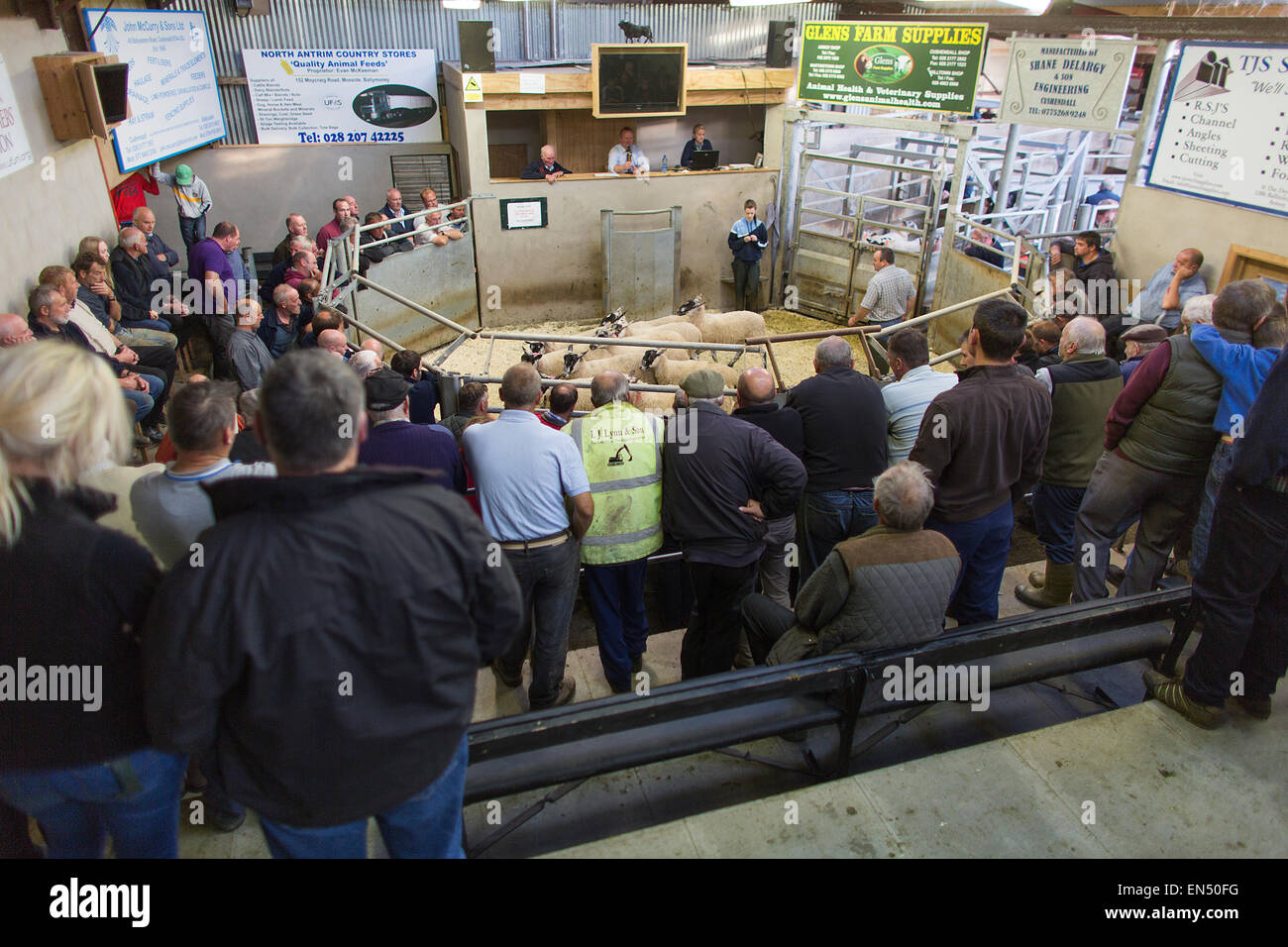 Daily sheep auction in Armoy, Northern Ireland Stock Photo - Alamy