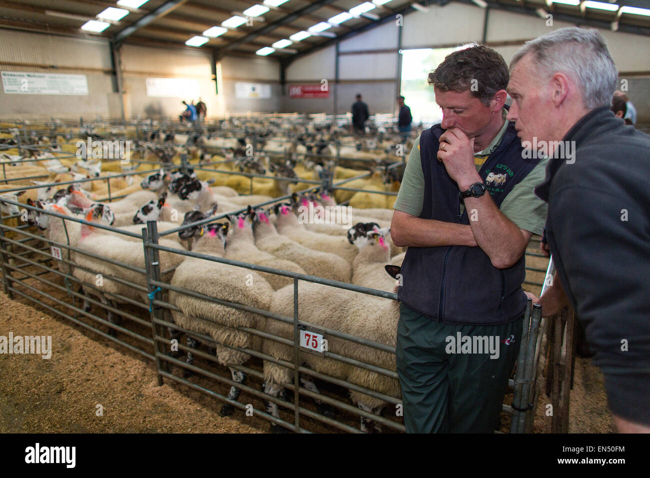 Daily sheep auction in Armoy, Northern Ireland Stock Photo - Alamy