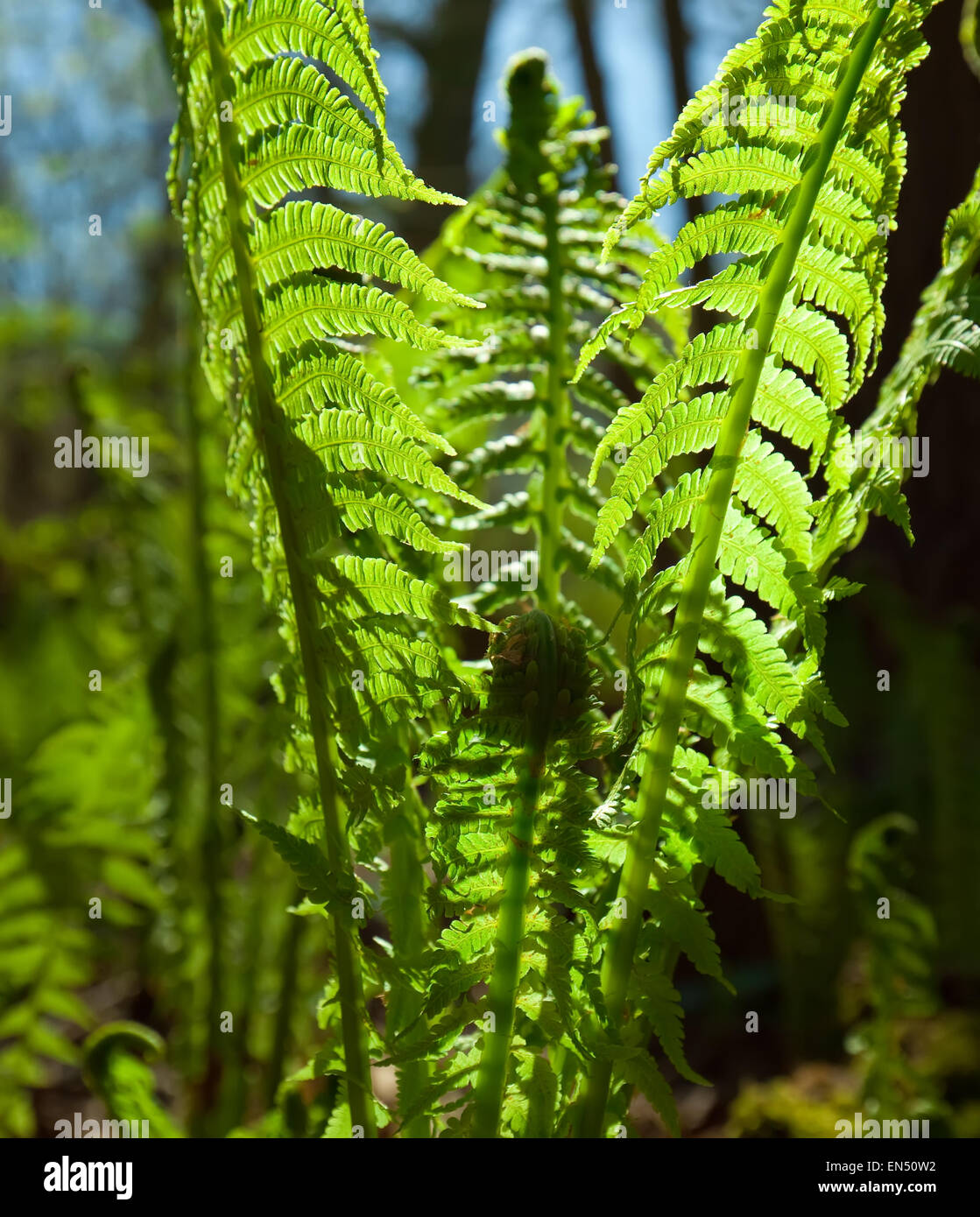 new ferns growing in spring Stock Photo - Alamy