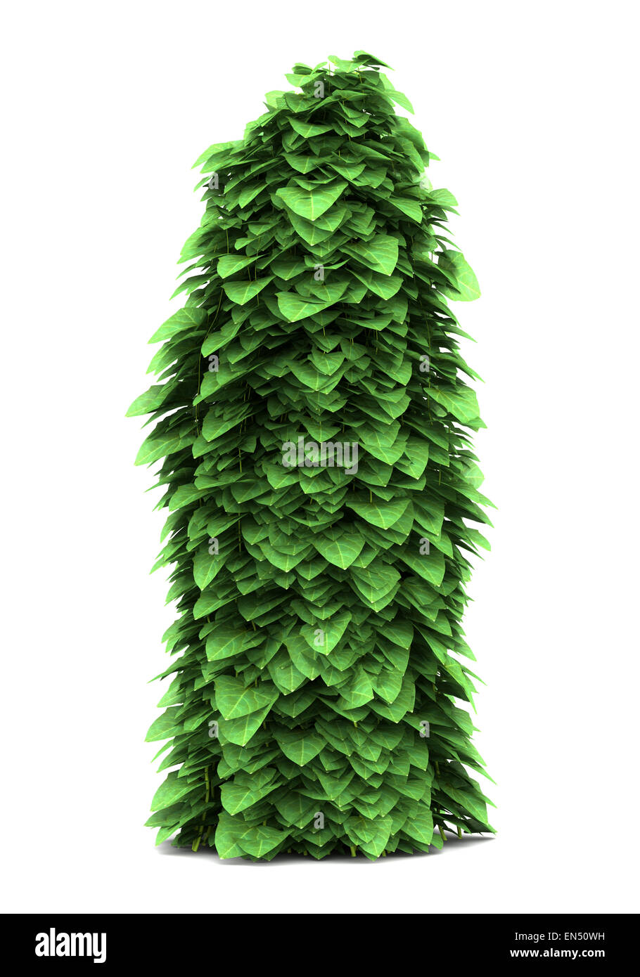 Moonseed High Resolution Stock Photography and Images - Alamy