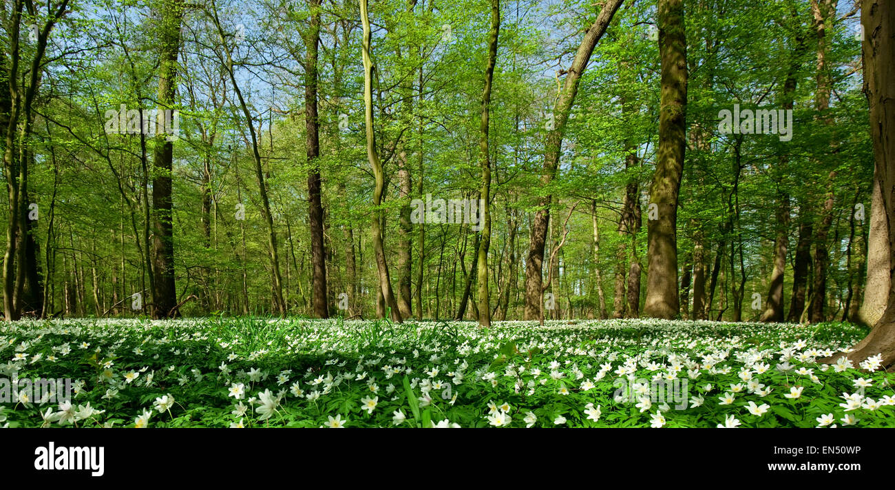 spring forest landscape with windflower Stock Photo - Alamy