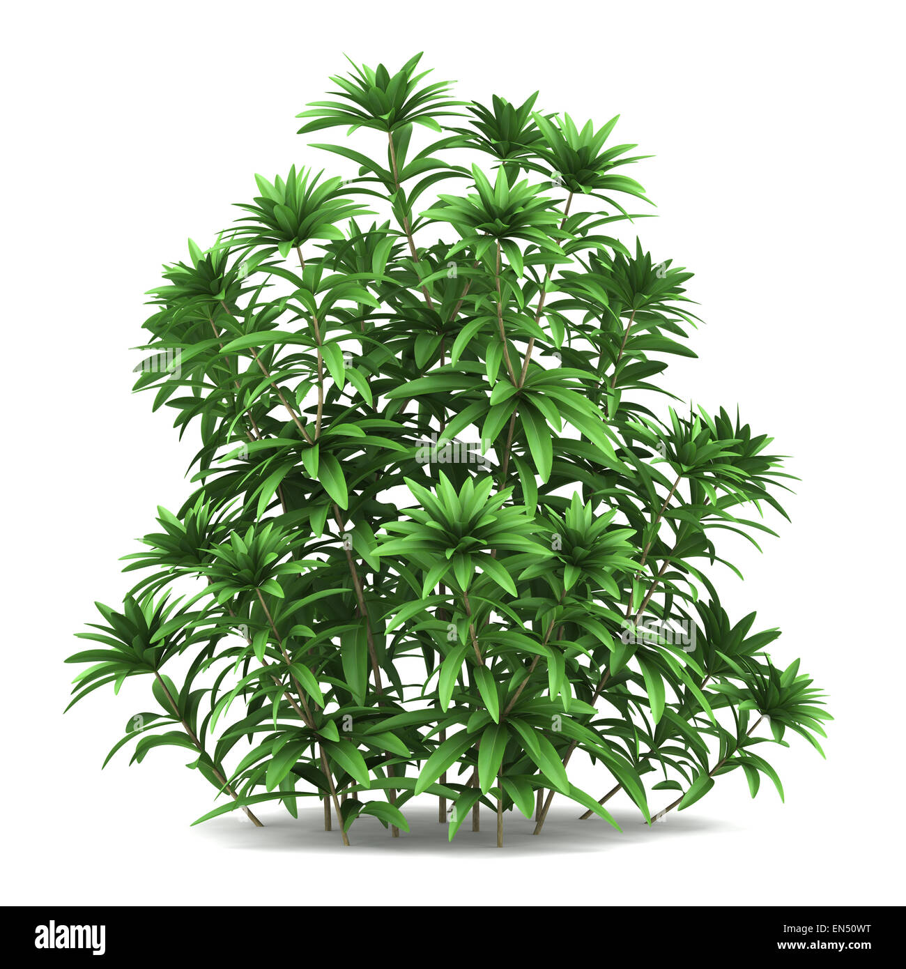 Japanese andromeda hi-res stock photography and images - Alamy