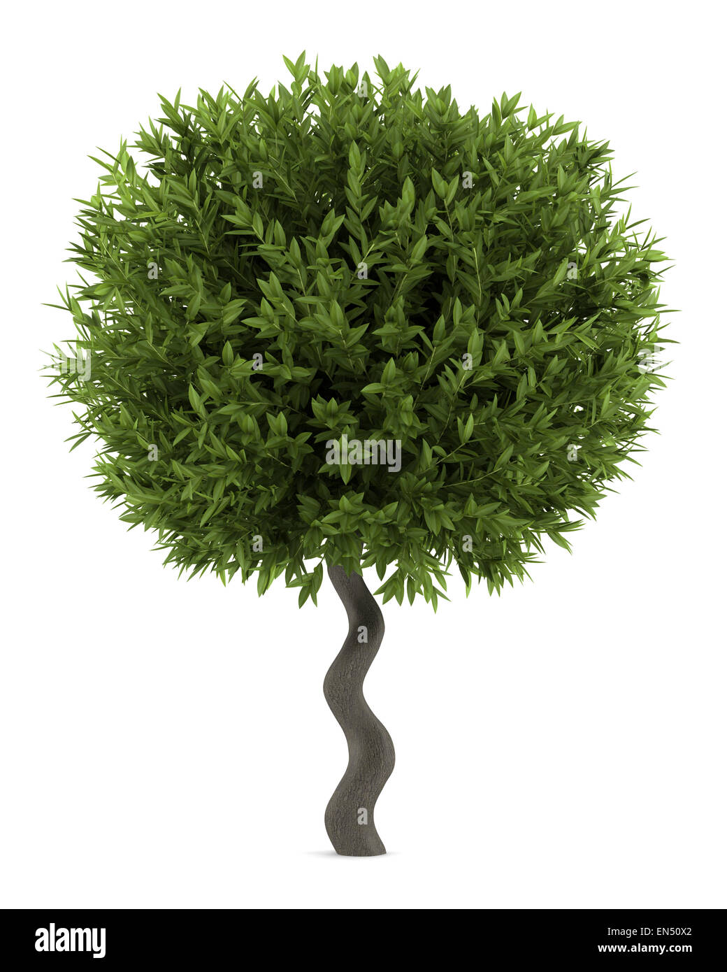 Bay laurel shrub hi-res stock photography and images - Alamy