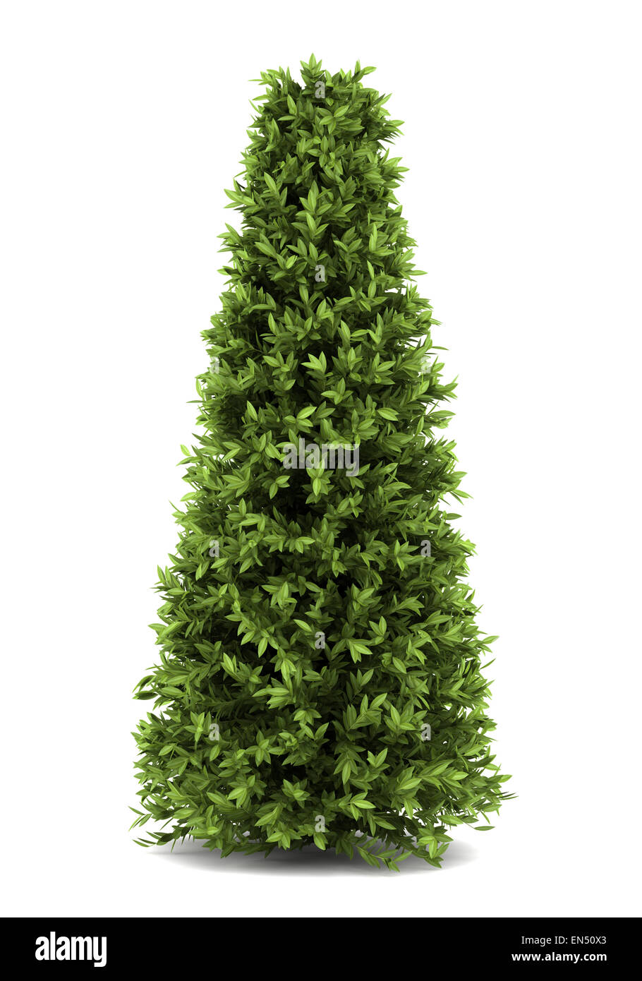 bay laurel bush isolated on white background Stock Photo - Alamy