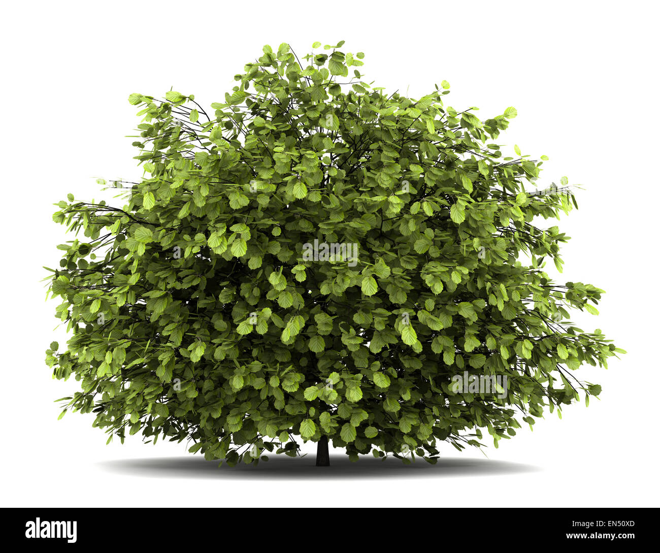 common hazel bush isolated on white background Stock Photo - Alamy