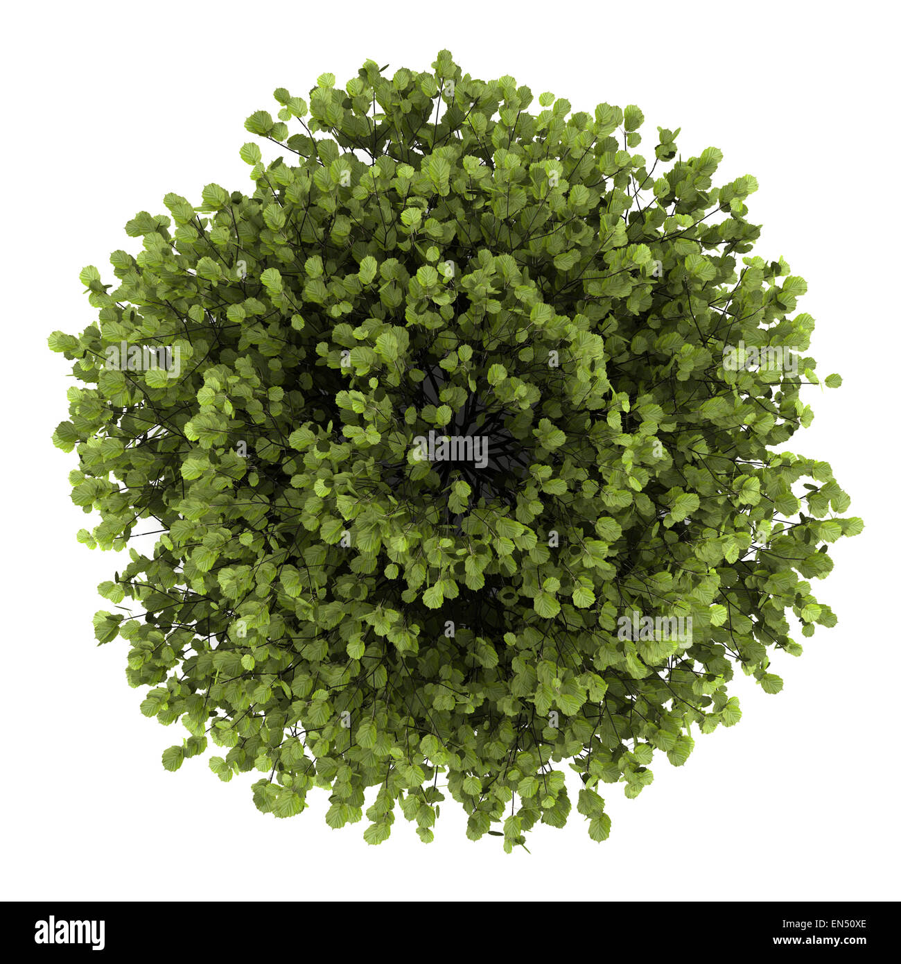 top view of common hazel bush isolated on white background Stock Photo ...