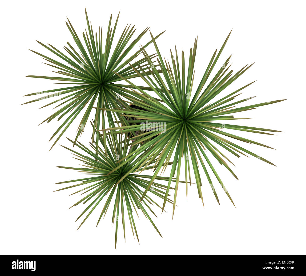 Plants Top View Png