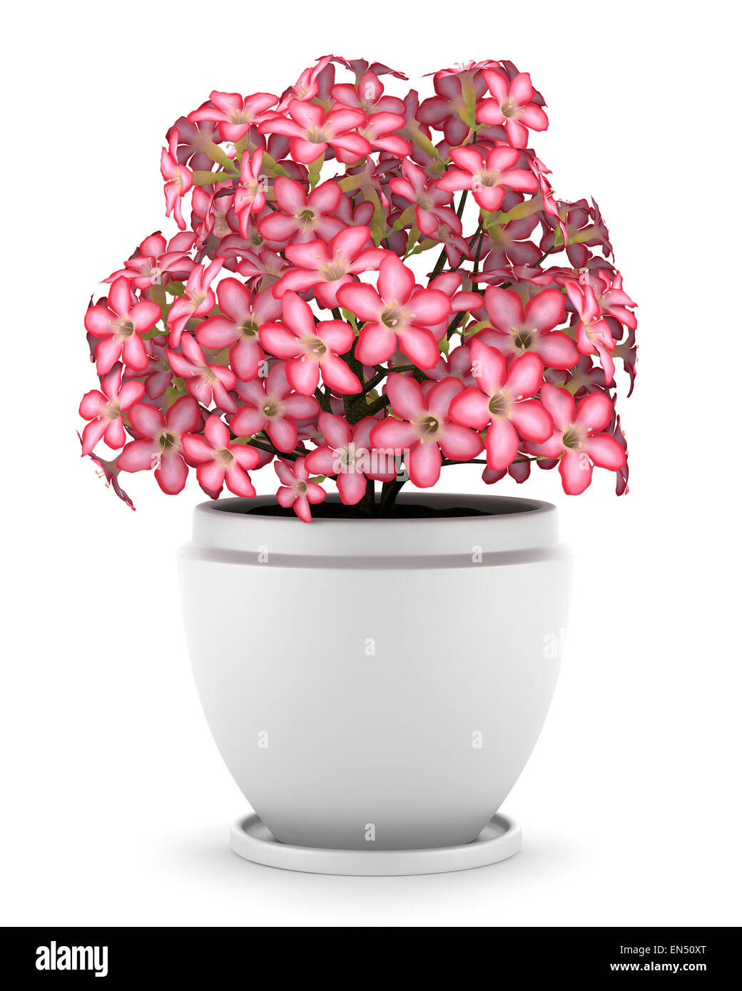 pink flowers in pot isolated on white background Stock Photo - Alamy