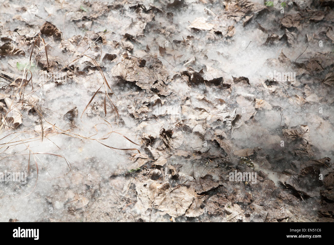 Ground covering of white seeds of the Quaking Aspen tree, Populus ...