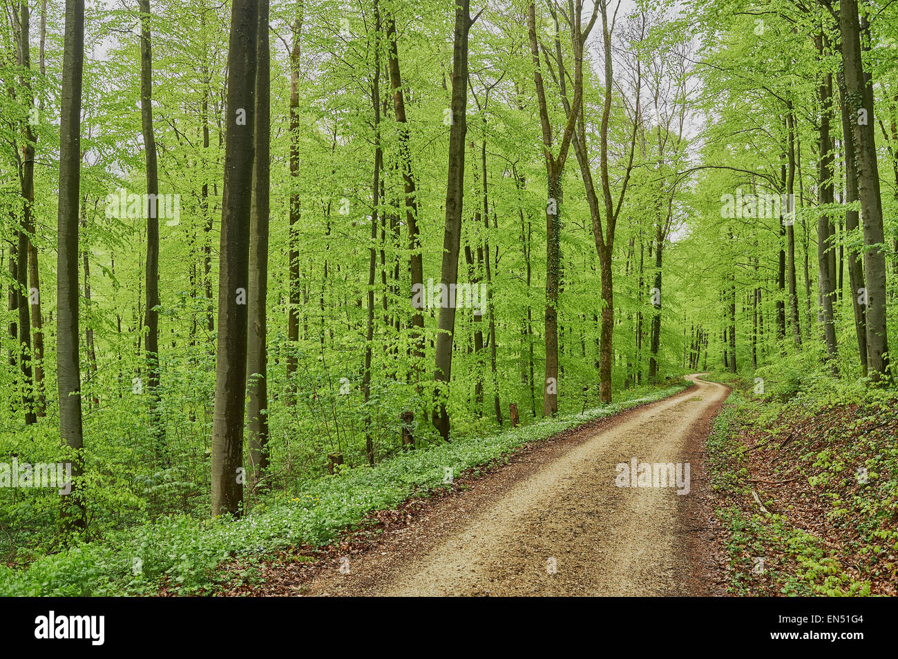 Windy path in a green forest in the spring. Fresh green leaves Stock ...