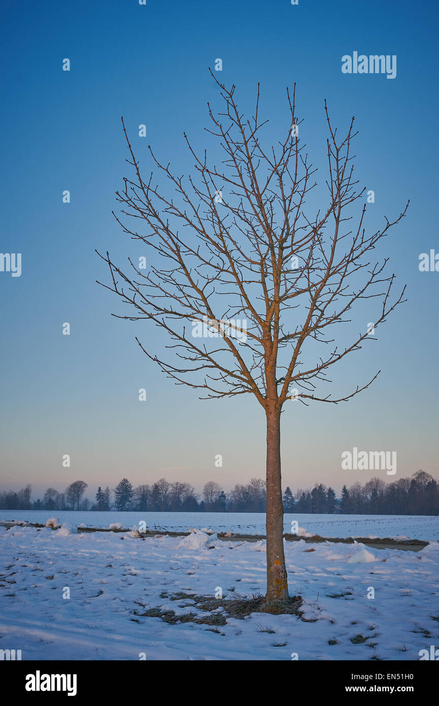 solitary barren Tree in in snow in the cold winter months Stock Photo ...