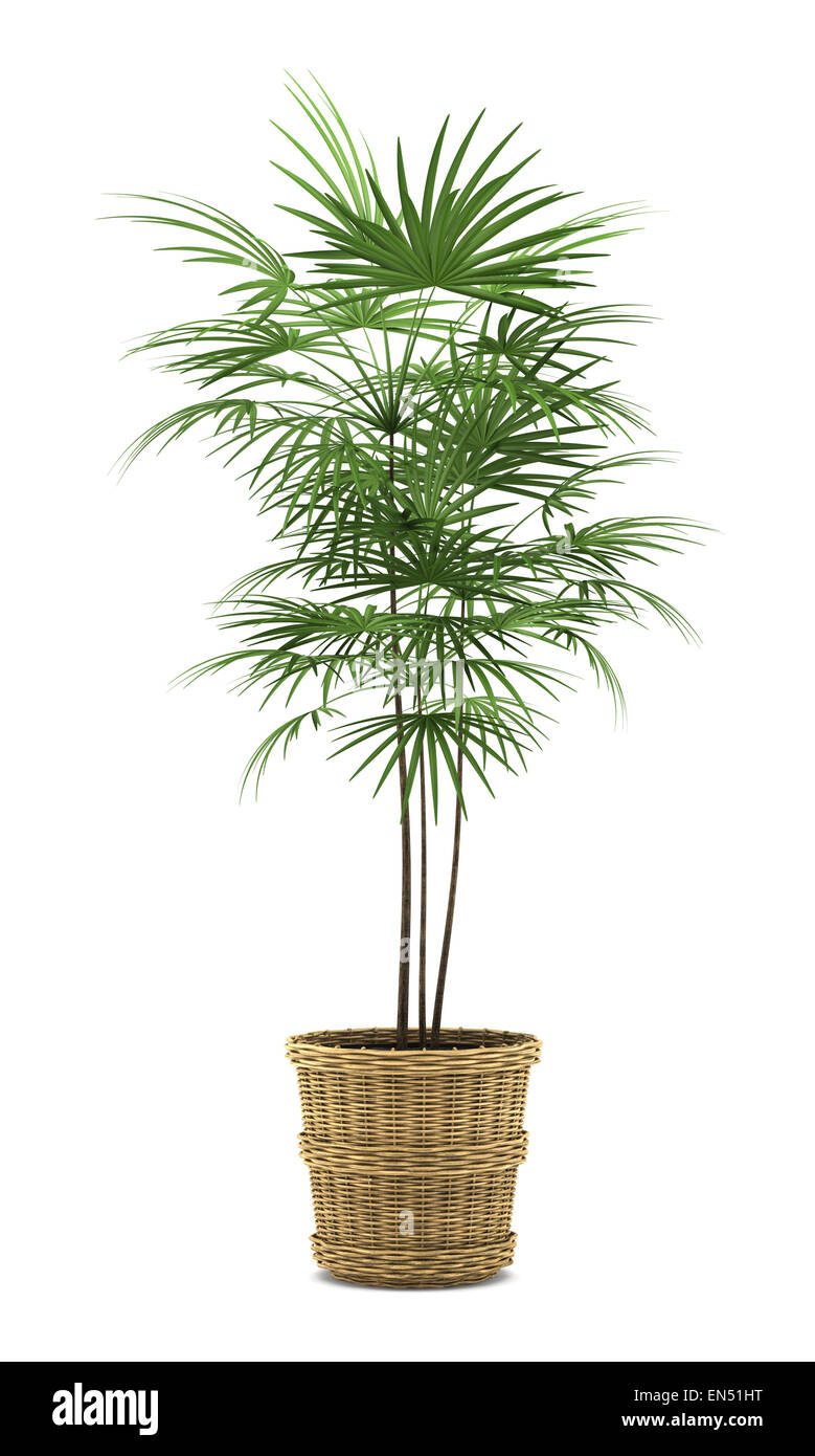 Palm tree in pot hi-res stock photography and images - Alamy