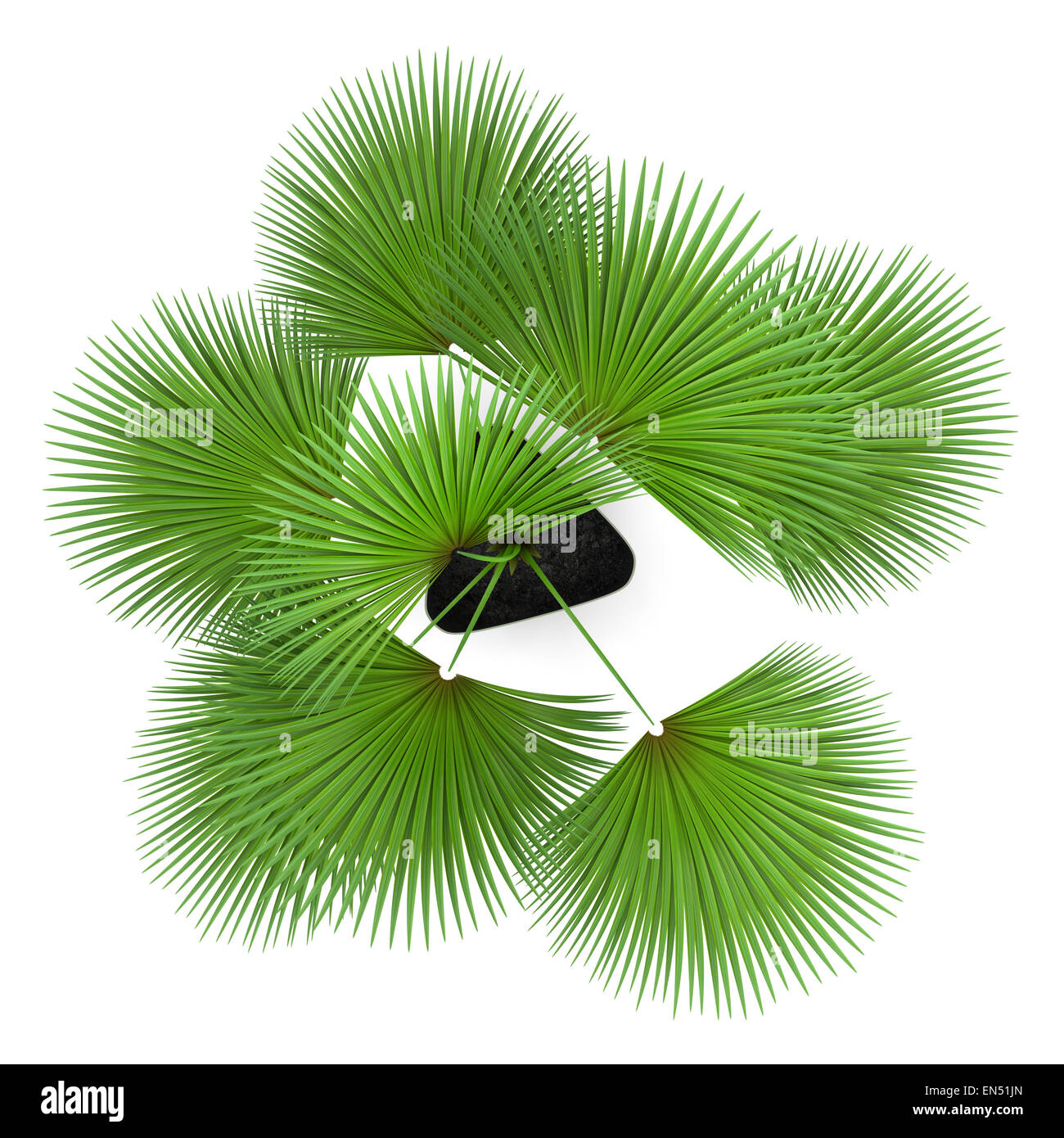 top view of palm tree in pot isolated on white background Stock Photo ...