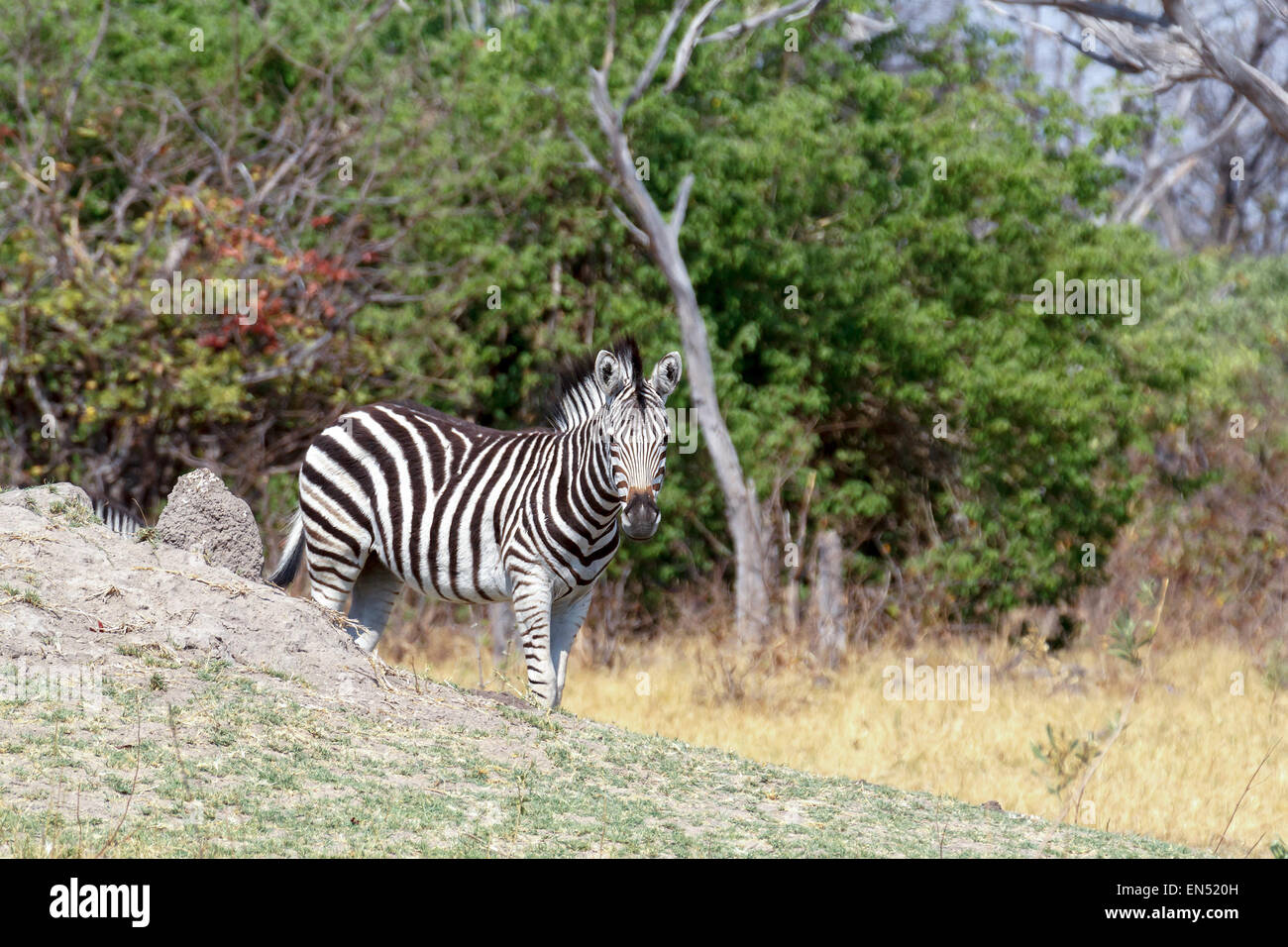 Zebras in african bush. National Park Okawango, Botswana, wildlife photography Stock Photo - Alamy