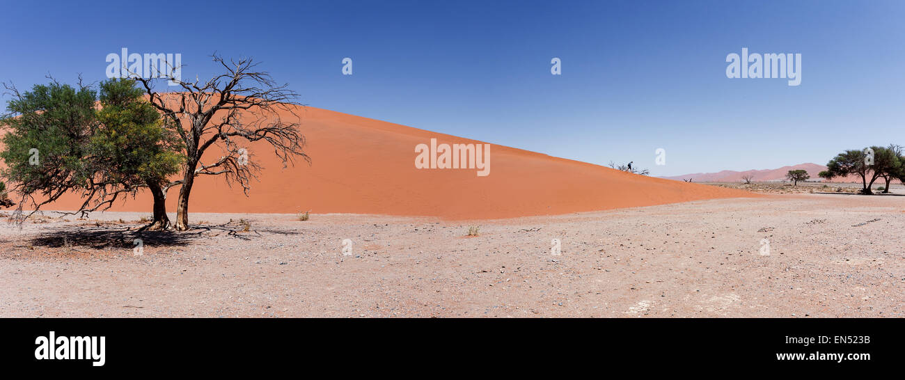 wide panorama of Dune 45 in sossusvlei Namibia, view from the top of a ...