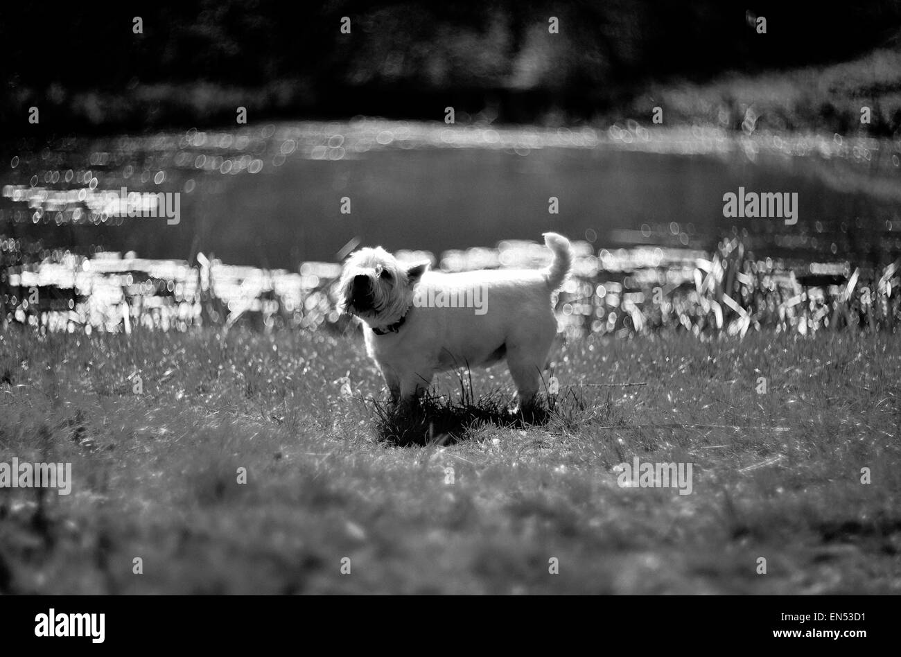 Dog blur hi-res stock photography and images - Alamy