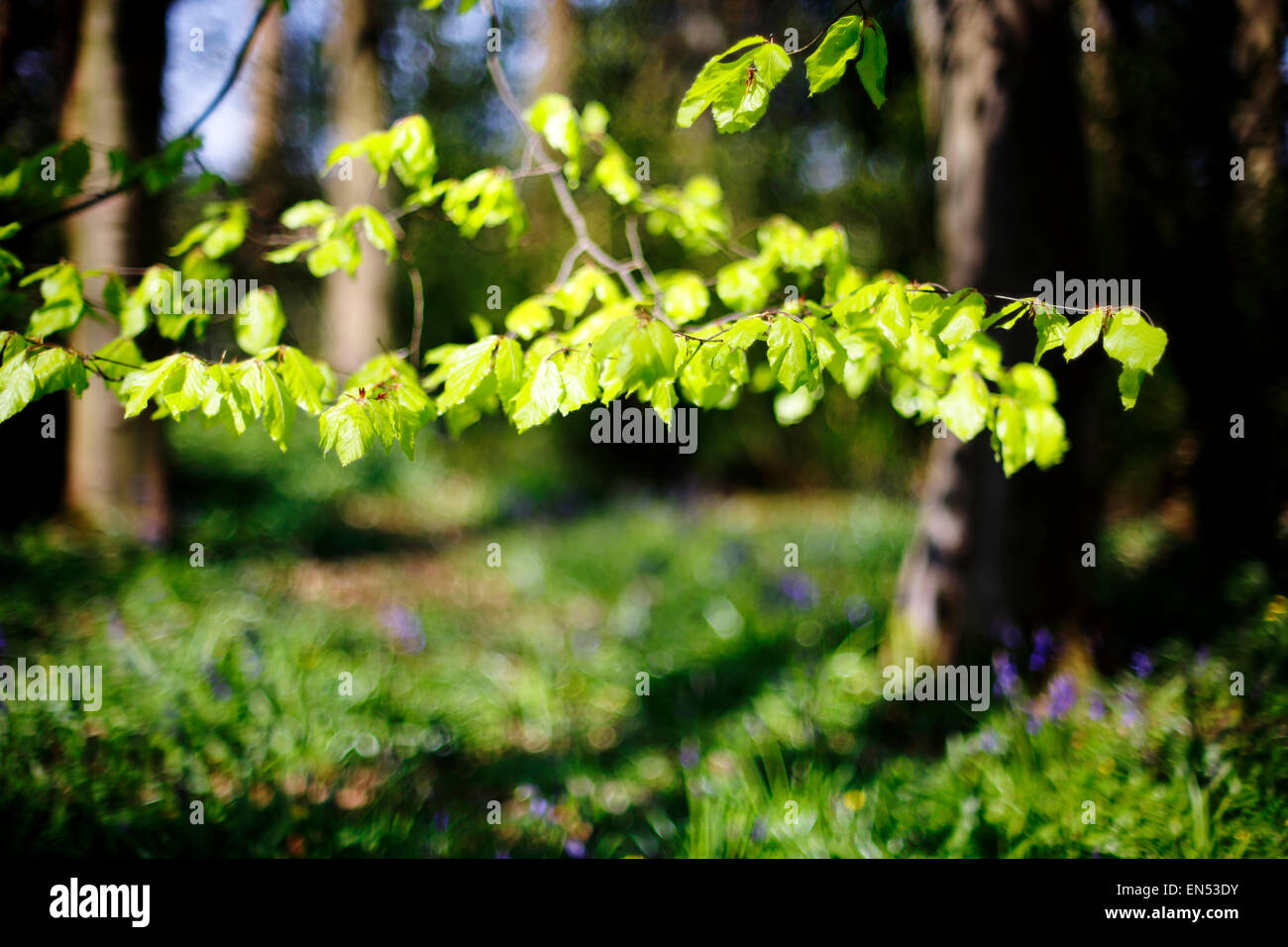 leaves on tree Stock Photo - Alamy