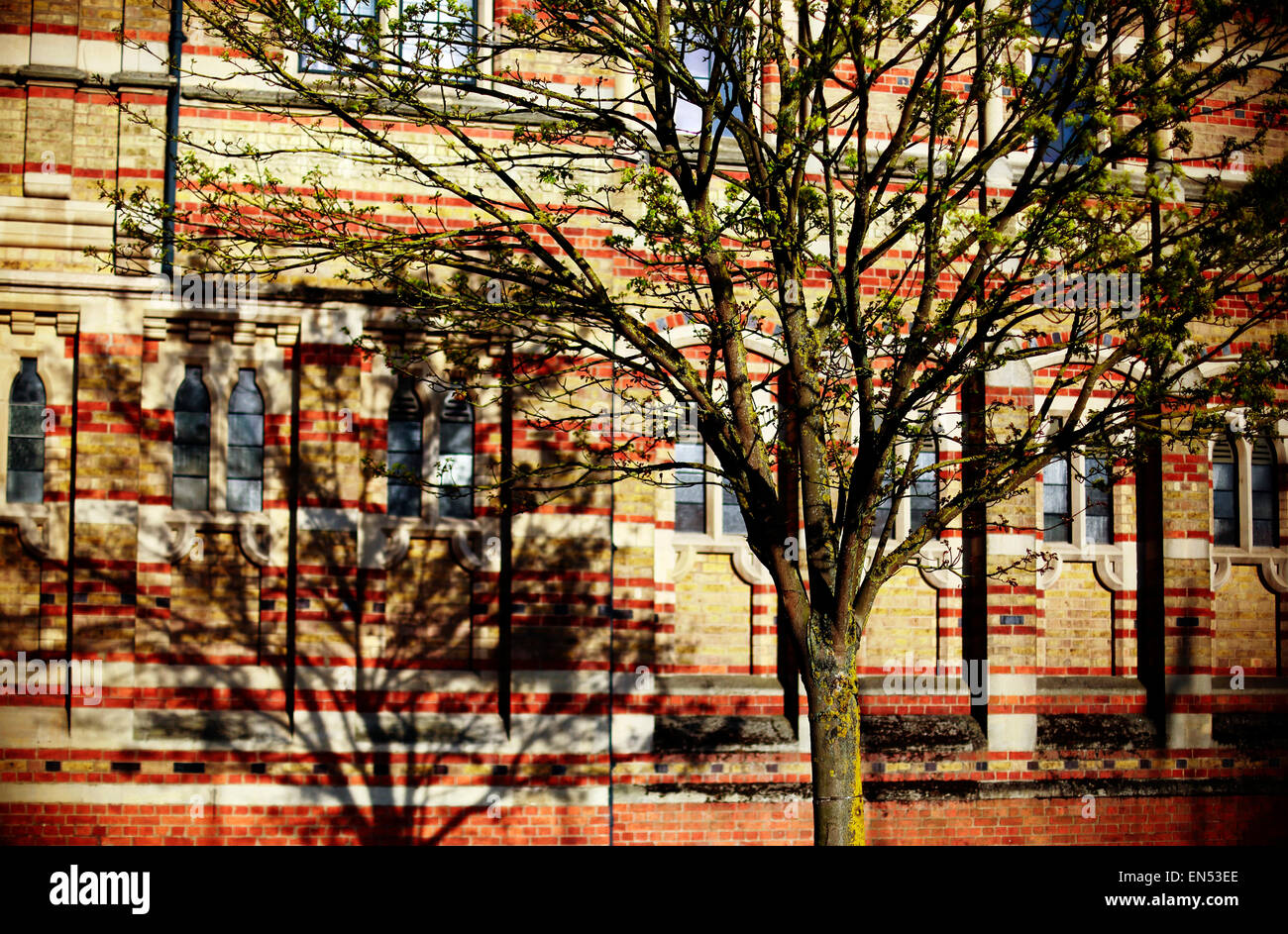 tree & shadow Stock Photo - Alamy