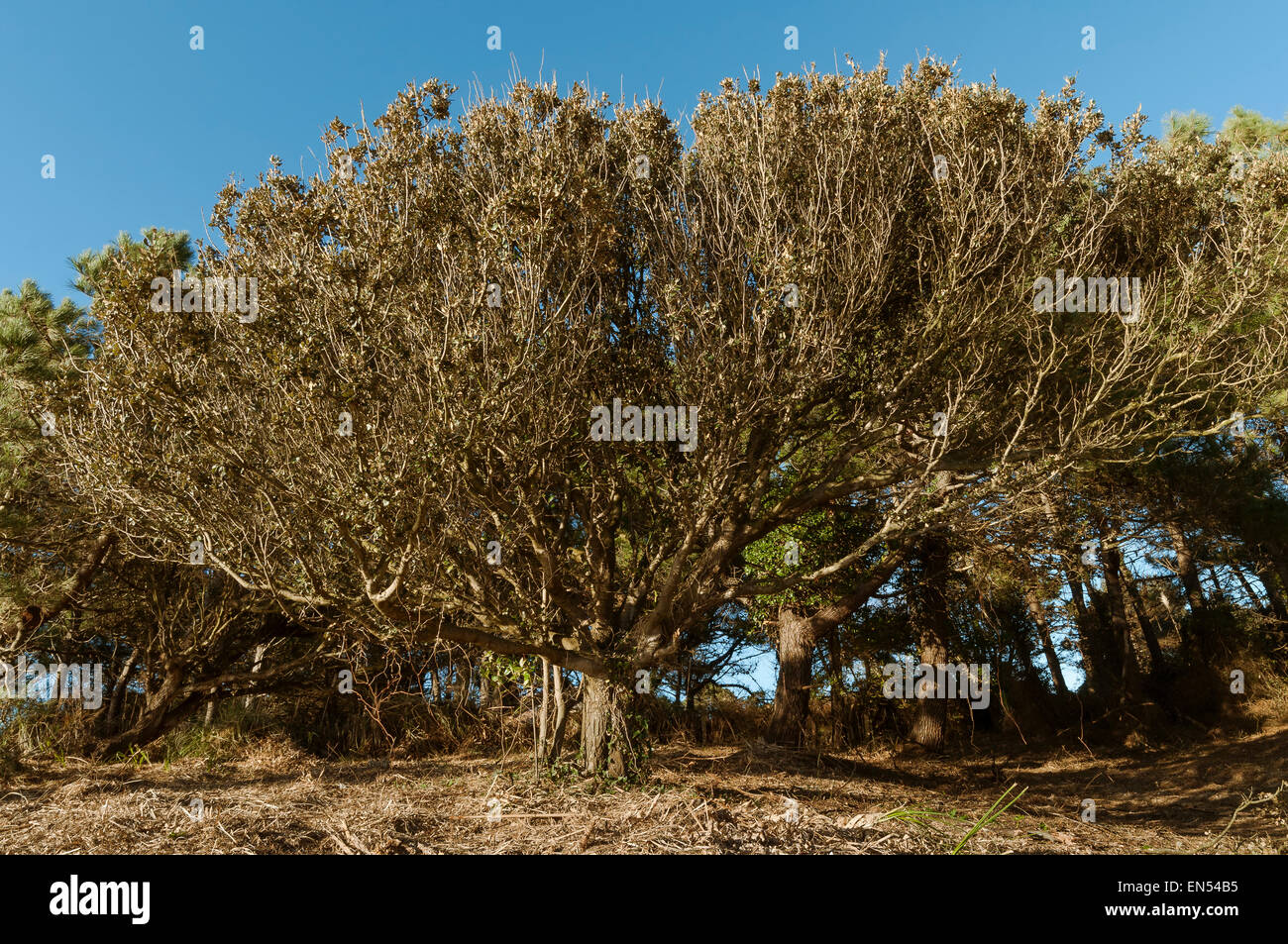 Encina tree quercus ilex hi-res stock photography and images - Alamy