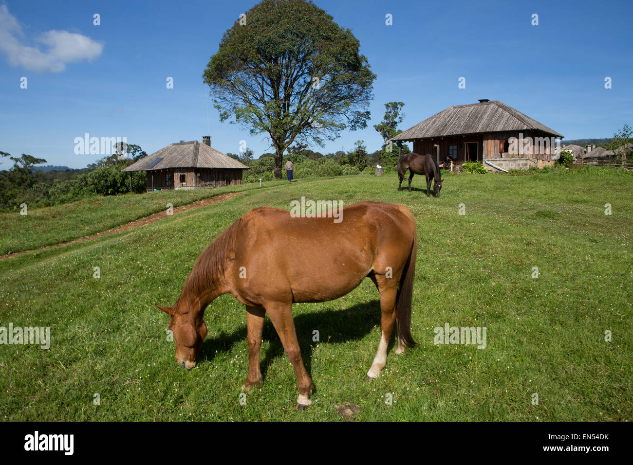 castle forest lodge in Kenya Stock Photo - Alamy
