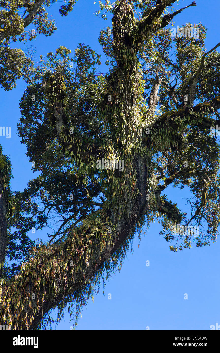 rainforest in kenya Stock Photo - Alamy