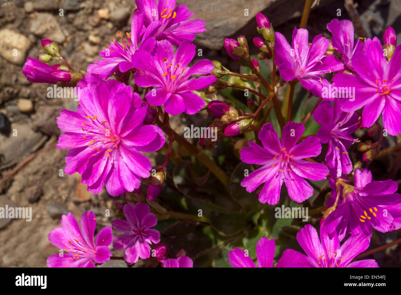 Purple Lewisia, Cliff Maids Stock Photo - Alamy