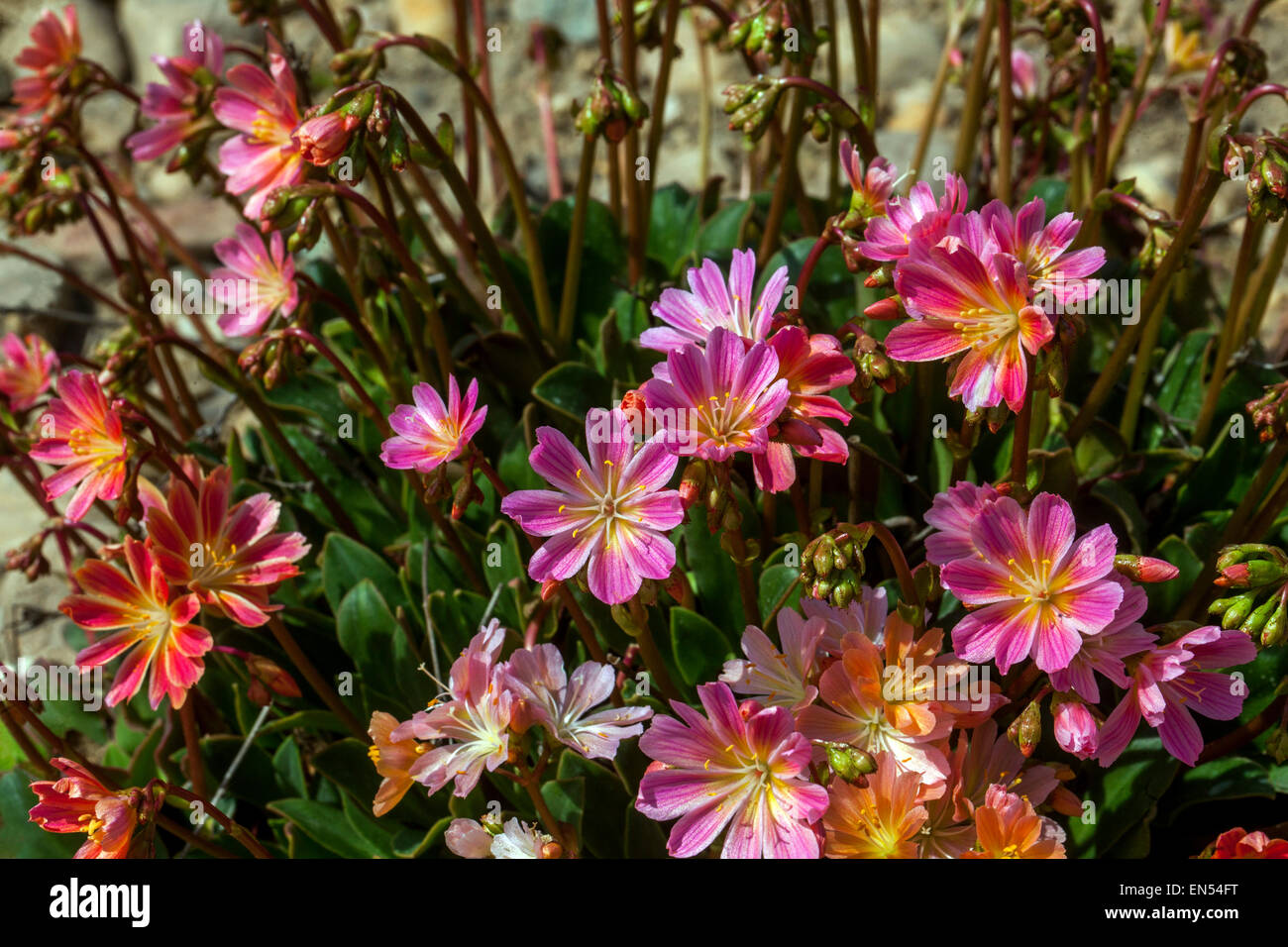 Lewisia cotyledon flower Stock Photo - Alamy
