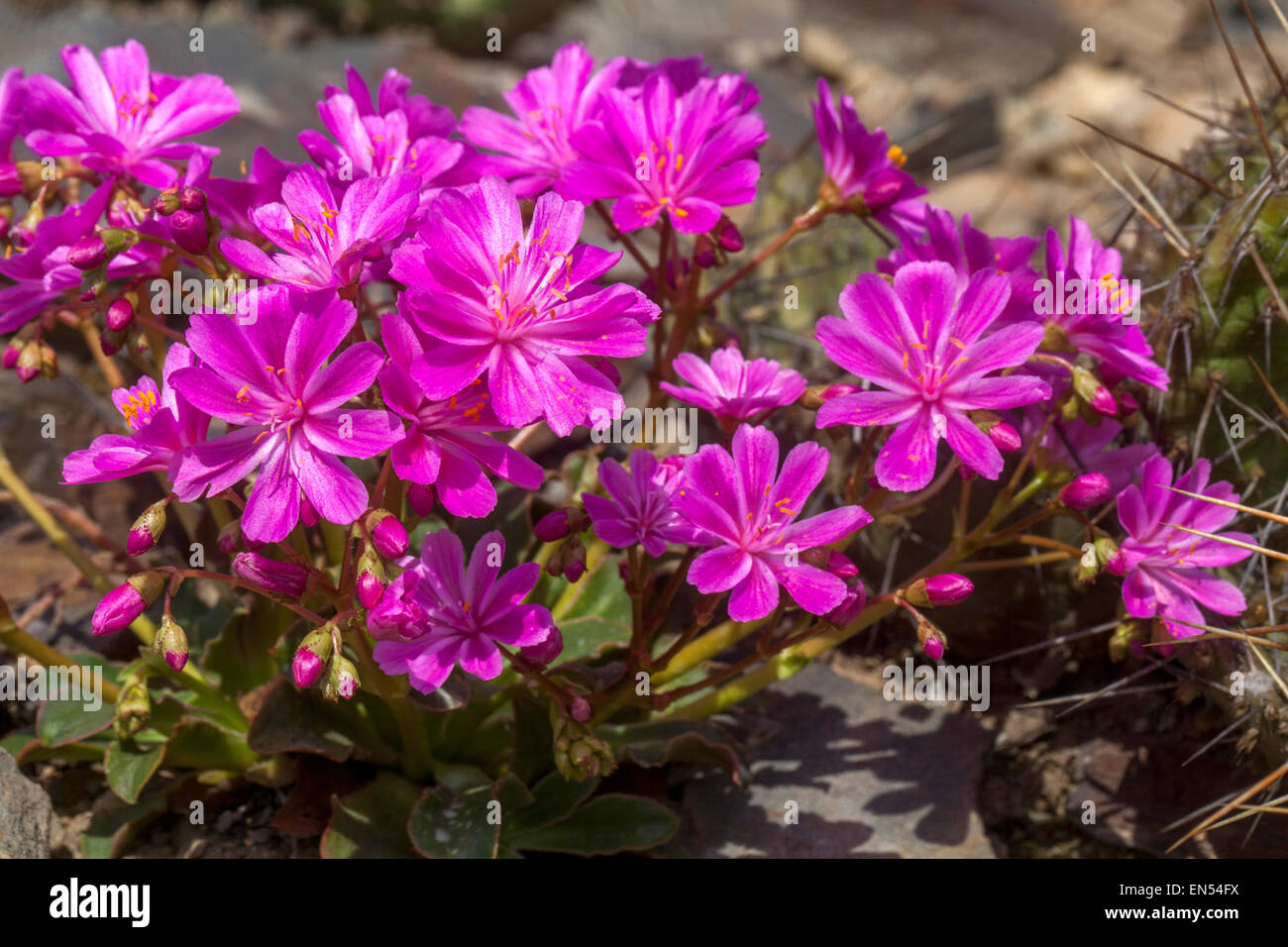 Purple Lewisia, Cliff Maids Stock Photo - Alamy