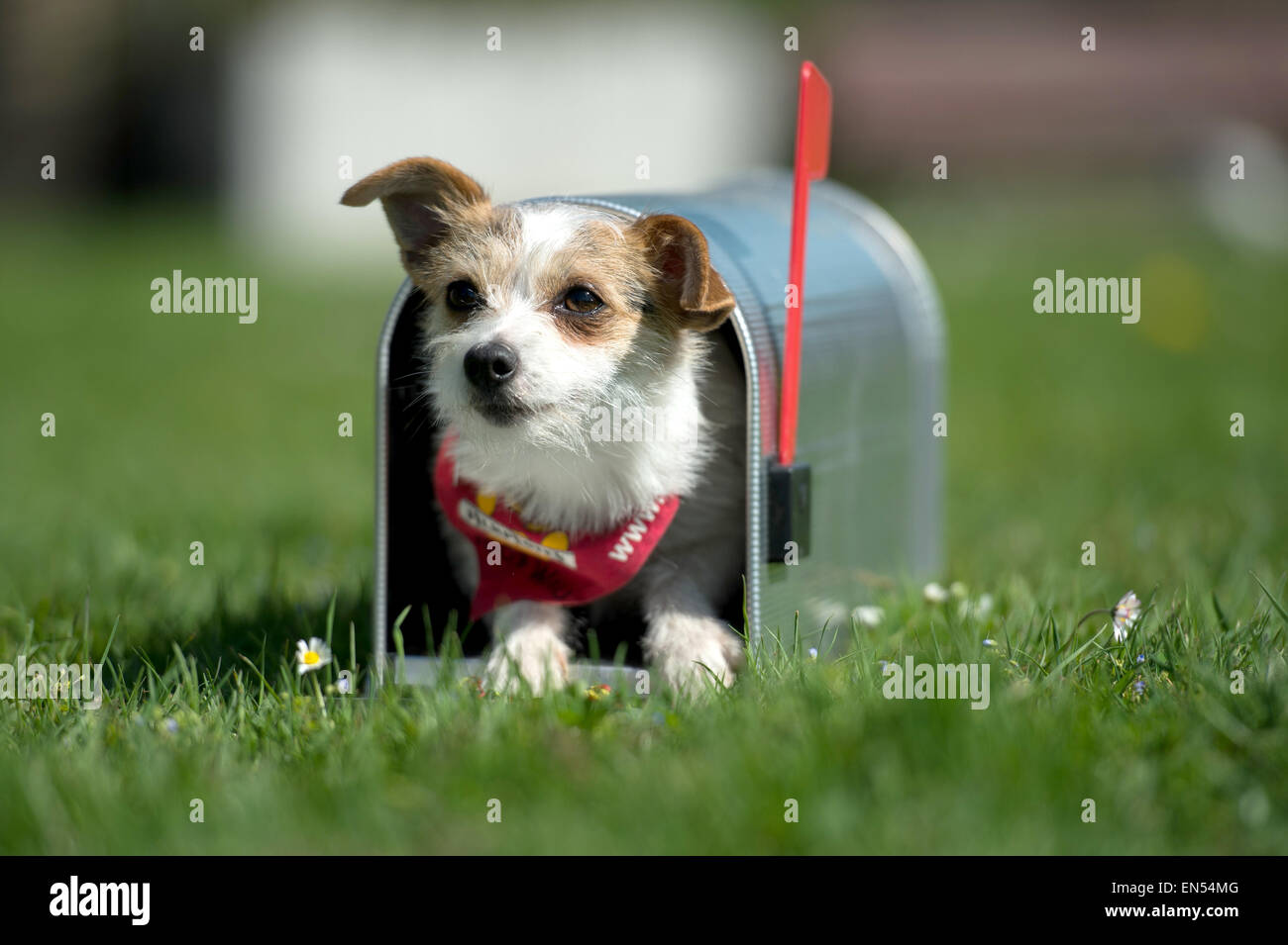 Dortmund, Germany. 28th Apr, 2015. A Parson Jack Russell Terrier named Jo Jo poses in a mail box ...