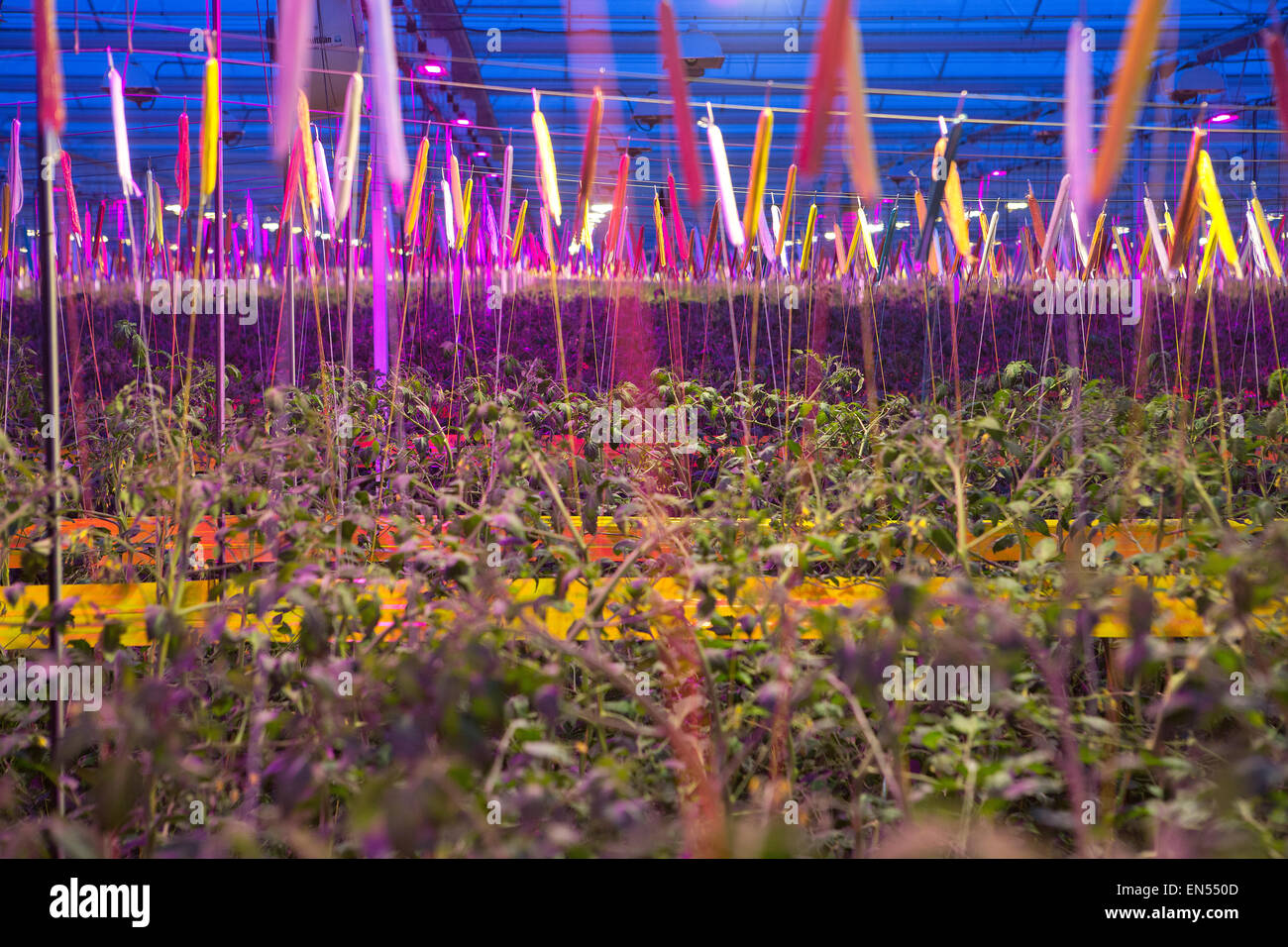 led lighting in dutch greenhouse Stock Photo - Alamy