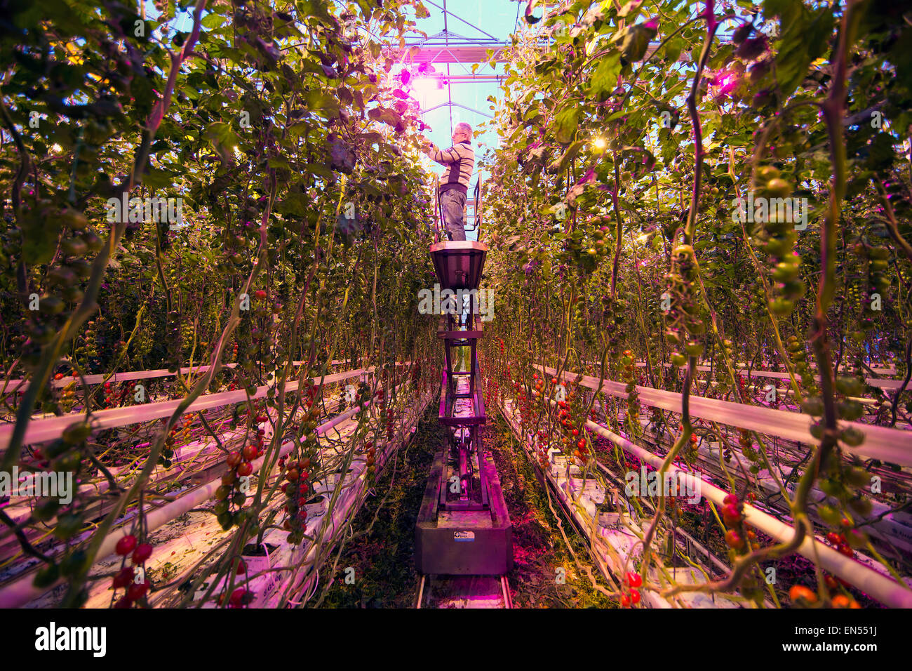 led lighting in dutch greenhouse Stock Photo - Alamy