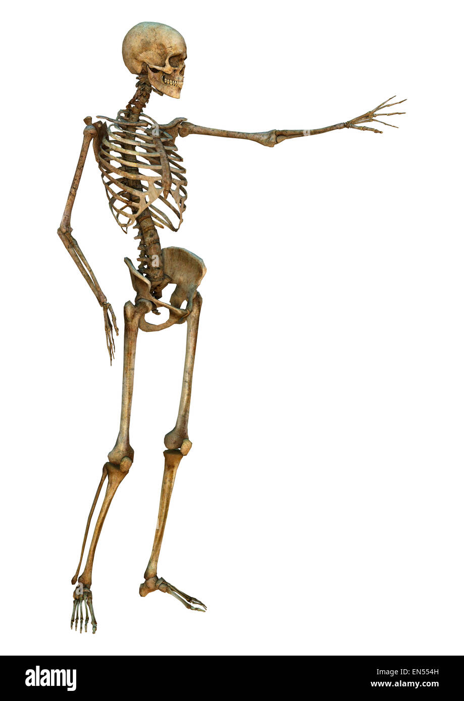 3D digital render of a human skeleton isolated on white background ...