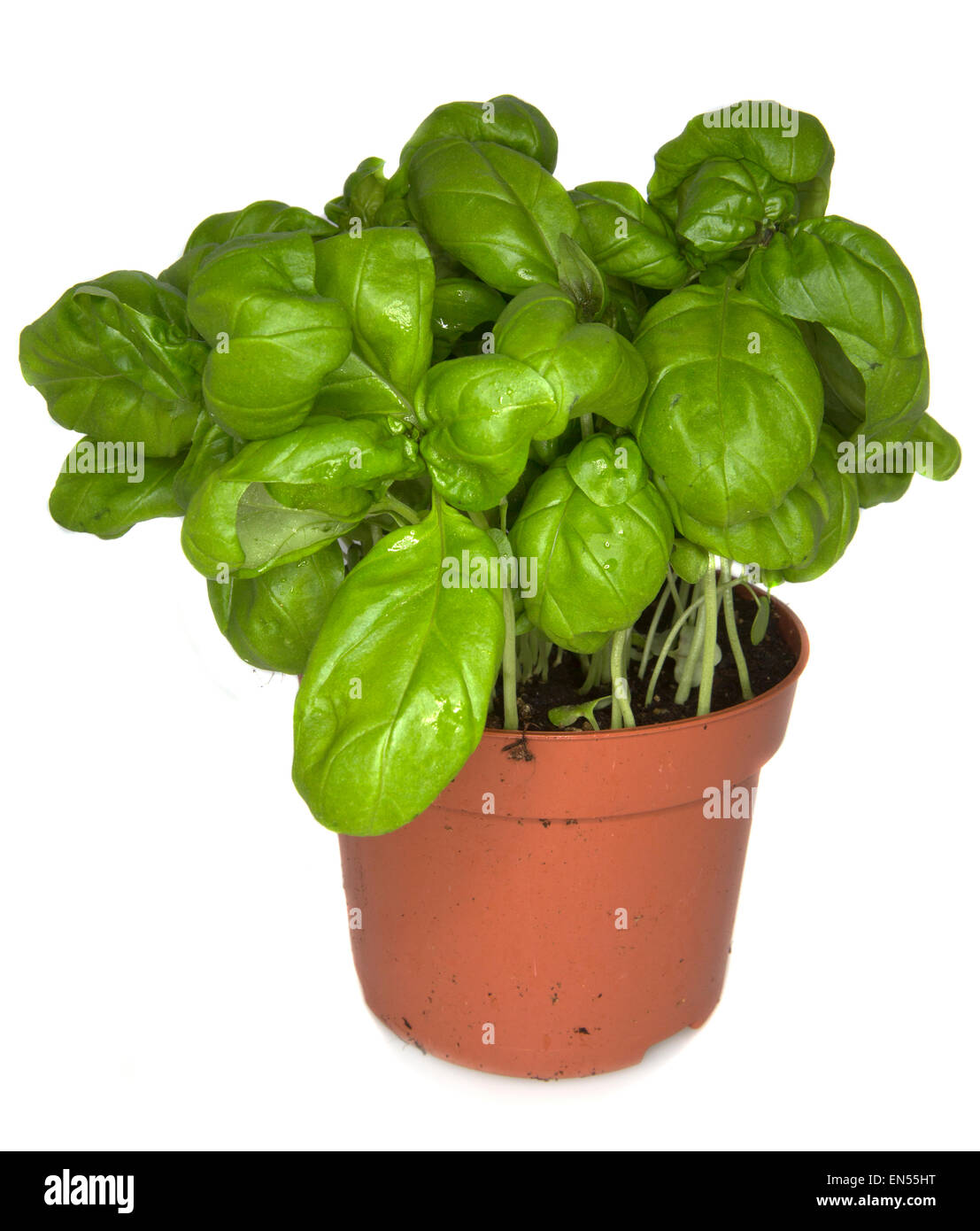 Vegetation plant Cut Out Stock Images & Pictures - Alamy