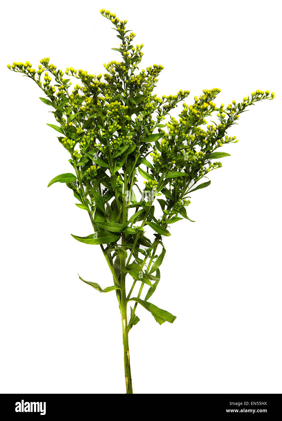 Plant weed Cut Out Stock Images & Pictures - Alamy